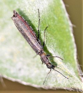 Kovakuoriaiset – Luontokuvat