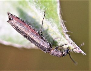 Kovakuoriaiset – Luontokuvat