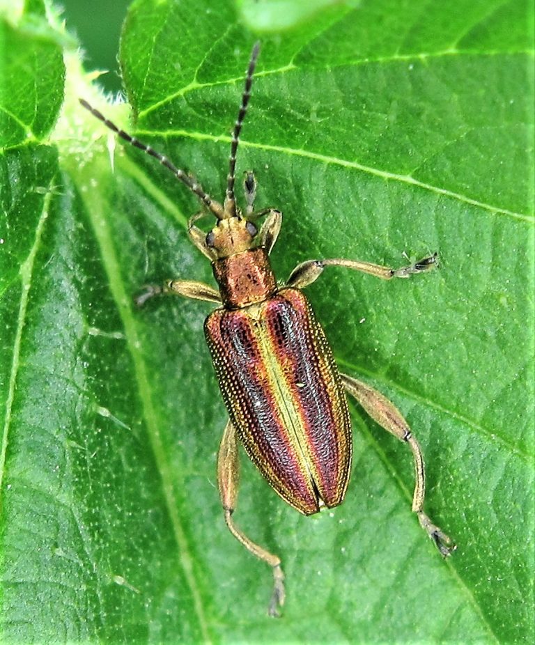 Kovakuoriaiset – Luontokuvat